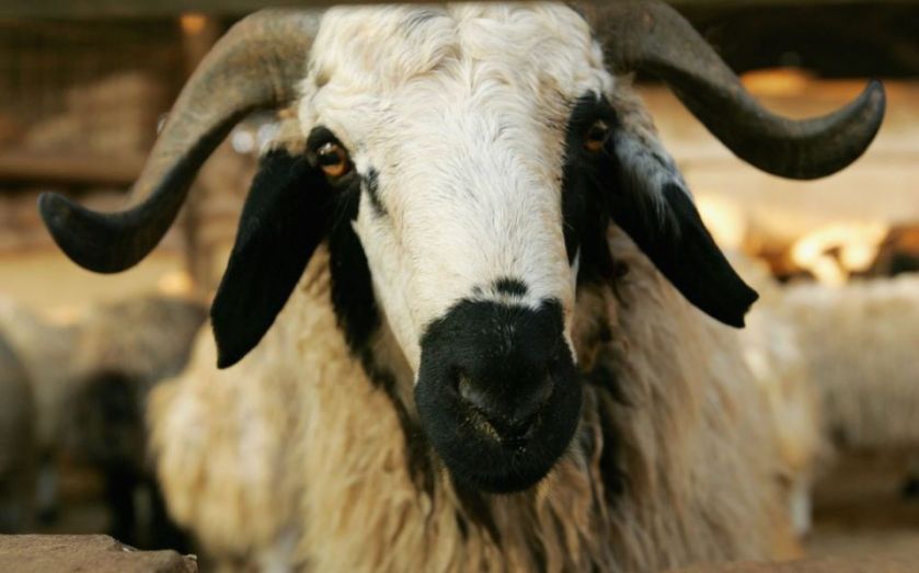 Chinese New Year: How the goat could bring some prosperity to China's ...