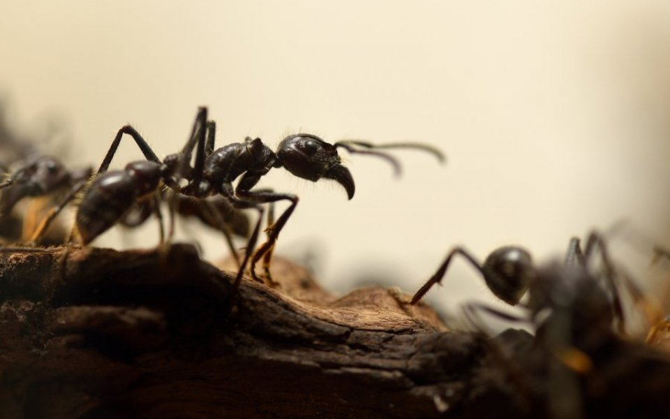 It turns out worker ants are actually lazy layabouts