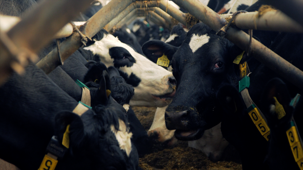 New 5G app gives smartphone users insight into lives of connected cows