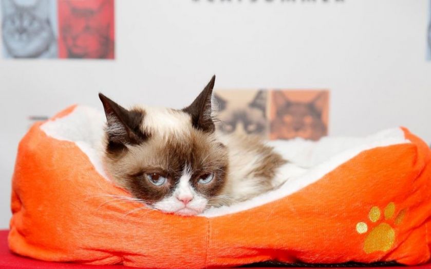 It's official: Cat videos are good for your health