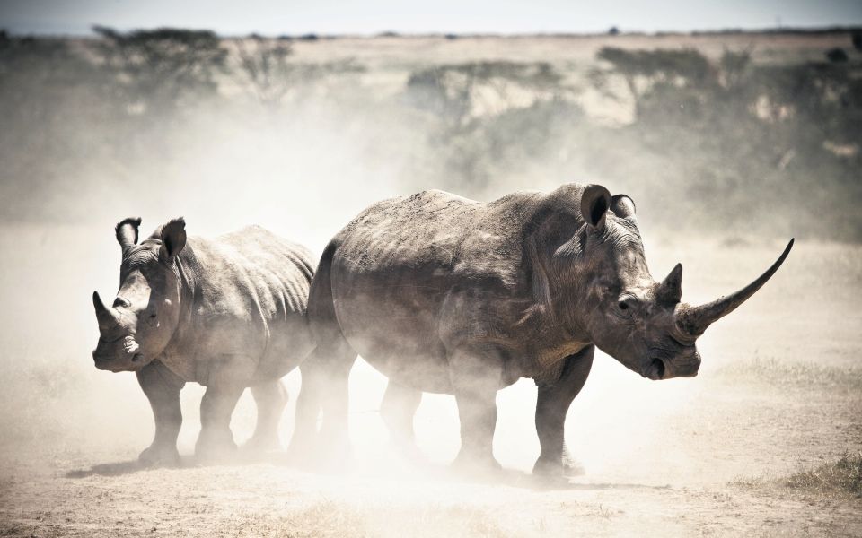 Fantastic Beasts and Where to Shoot Them: We went on safari with Kenya ...