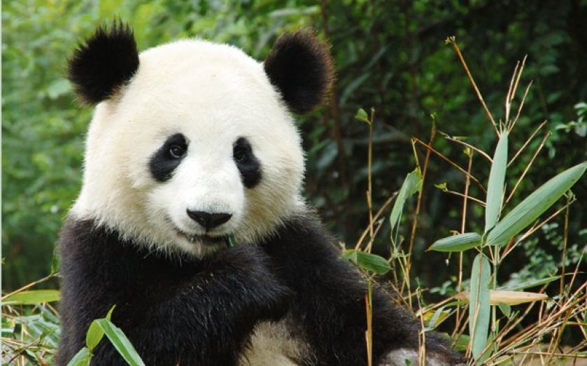 Giant panda numbers are up: see them in Chengdu