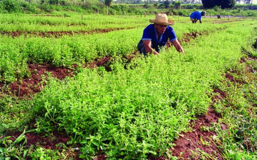 PureCircle sweetens sales as big brands adopt stevia products