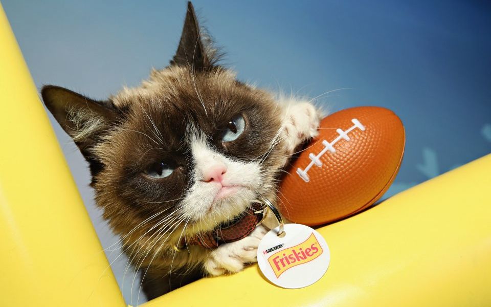 Internet meme queen Grumpy Cat dies aged 7