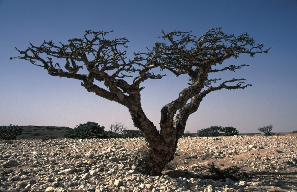 What is frankincense? And where does it come from? - CityAM : CityAM