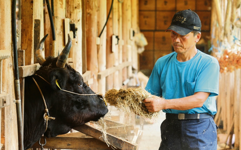 The story of the world's best beef: How Kobe conquered the globe