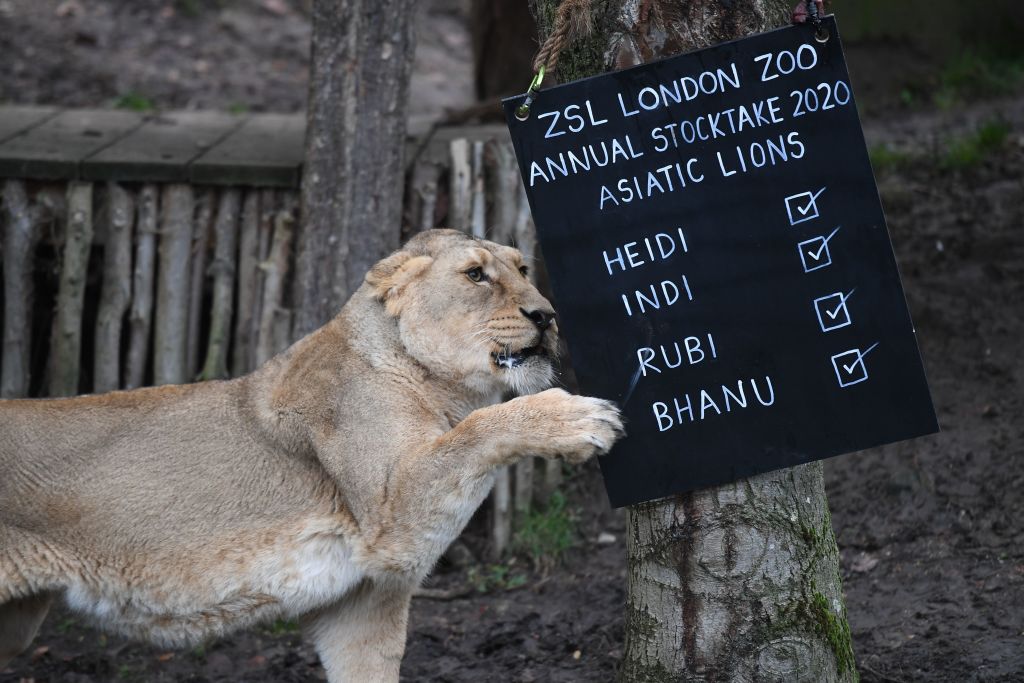 Coronavirus lockdown: England zoos and outdoor attractions reopened