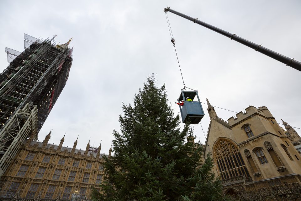 In pictures: Westminster gets festive as parliament unveils Christmas tree