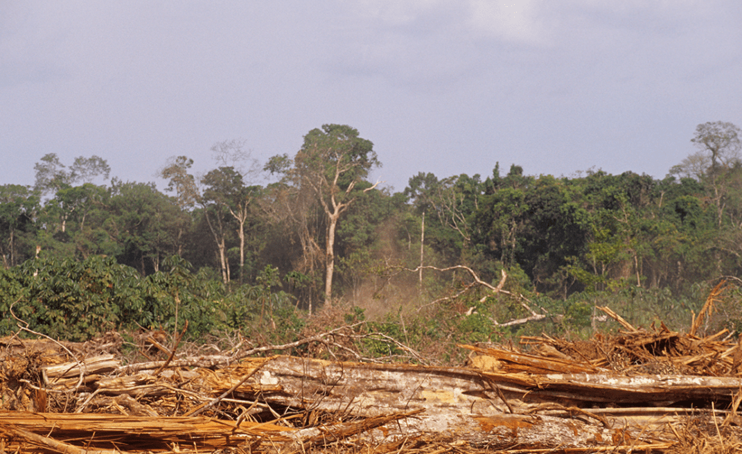 May the forest be with you! Putting a price on nature