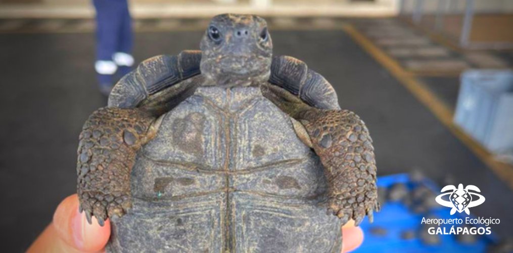 Shell-shocked: Stunned airport staff find 185 tortoises hidden in suitcase