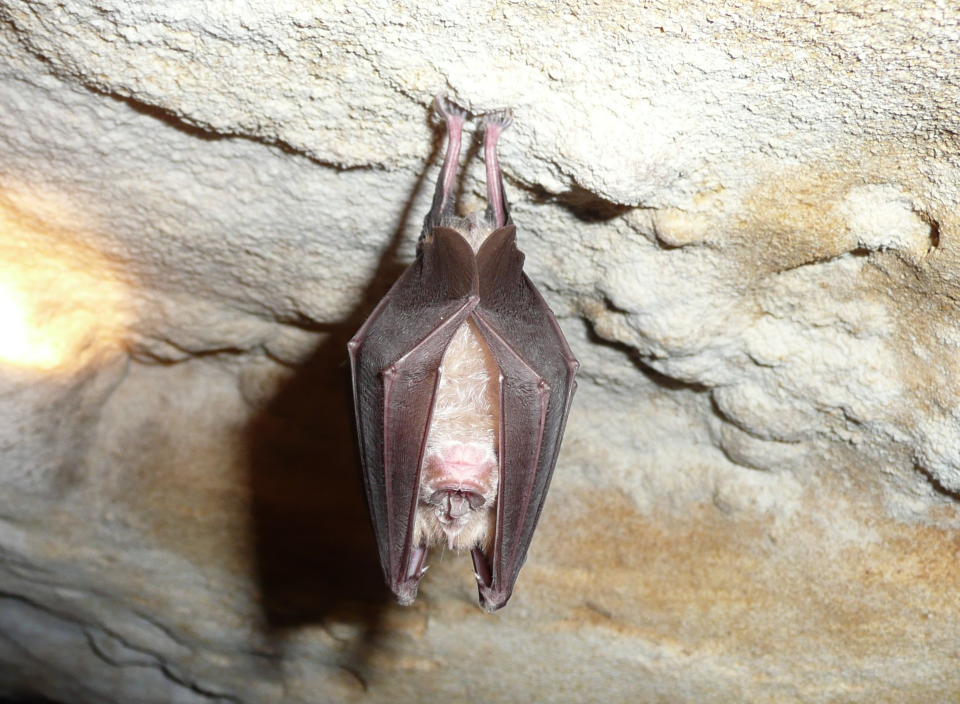 Covid scientists: Protein mutation in bat coronavirus may have made ...