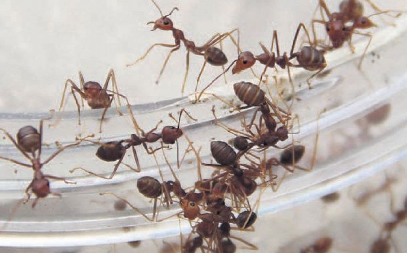 Pest control-to-cleaning giant Rentokil lifts growth targets amid ...