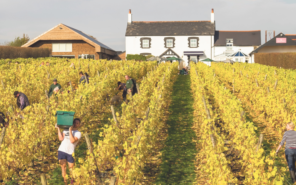 British wine is flying high: Here are some of the best