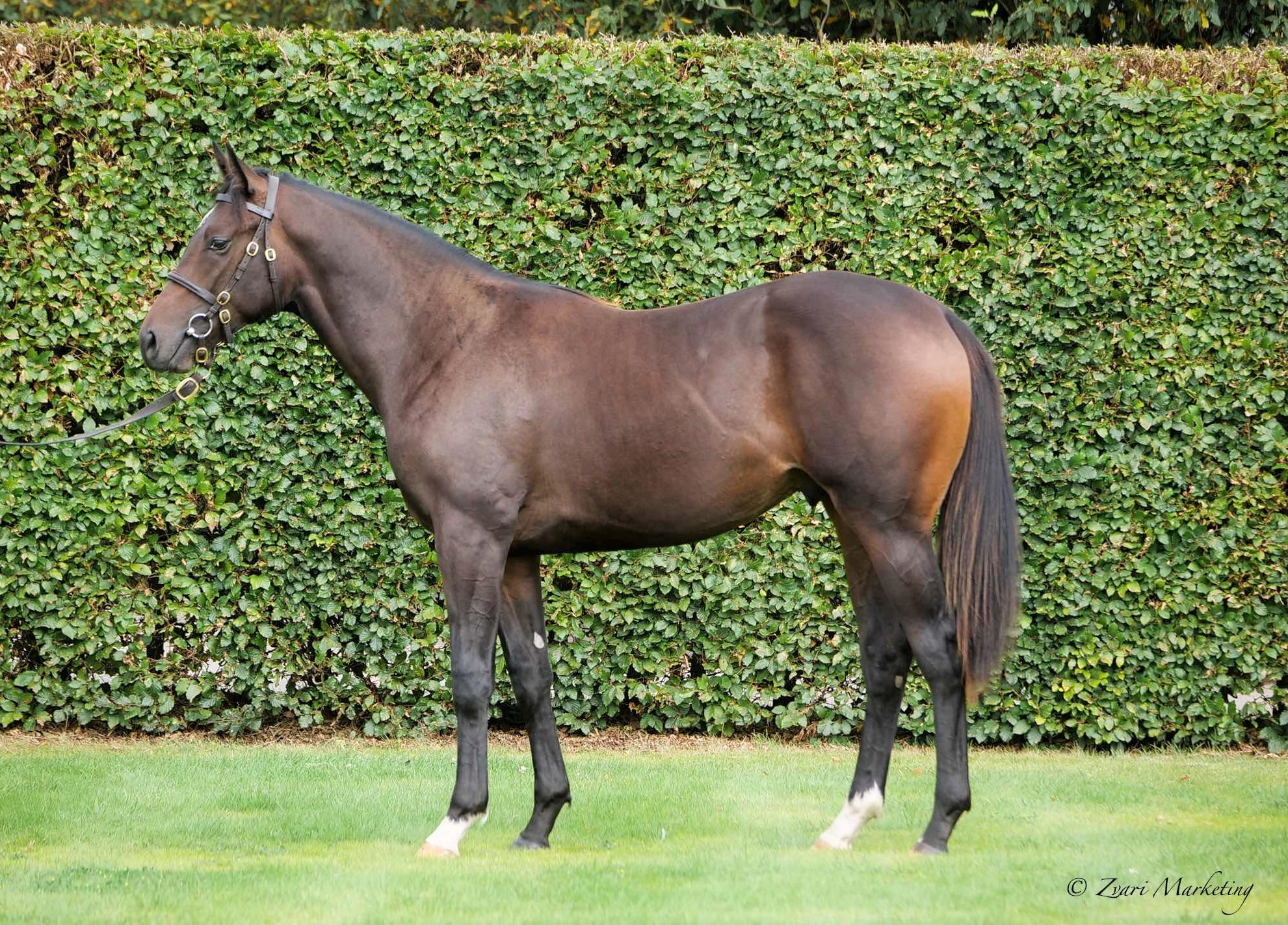 Ranking the best horse racing syndicates in the UK - City AM