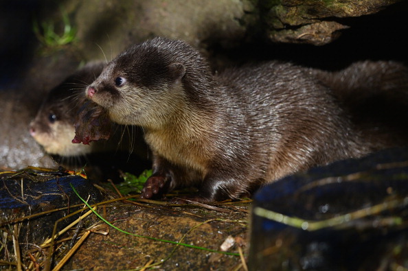 Whether it’s otters or guns, social media cannot exist without algorithms