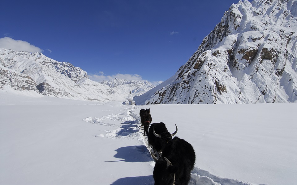 Trekking for snow leopards - and the yeti - in Ladakh, India