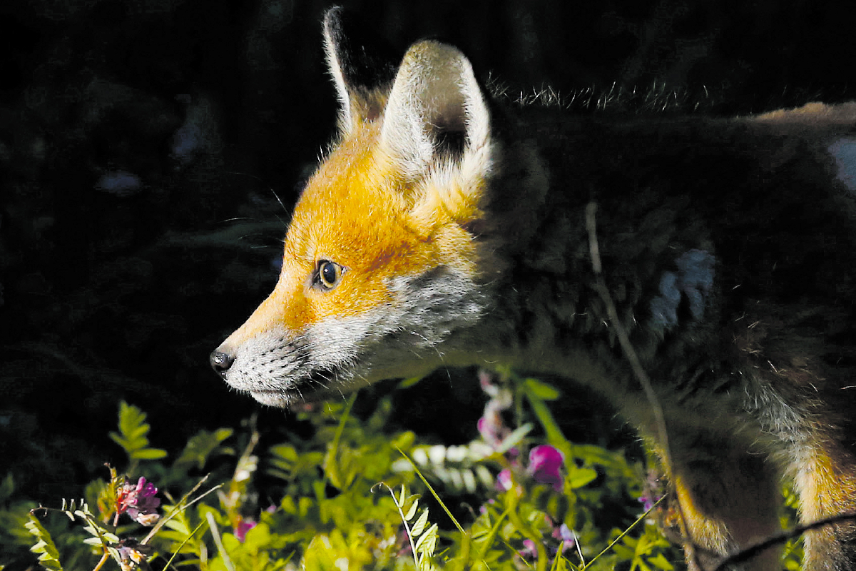 How one man swapped rock stardom for a life rescuing urban foxes - City AM